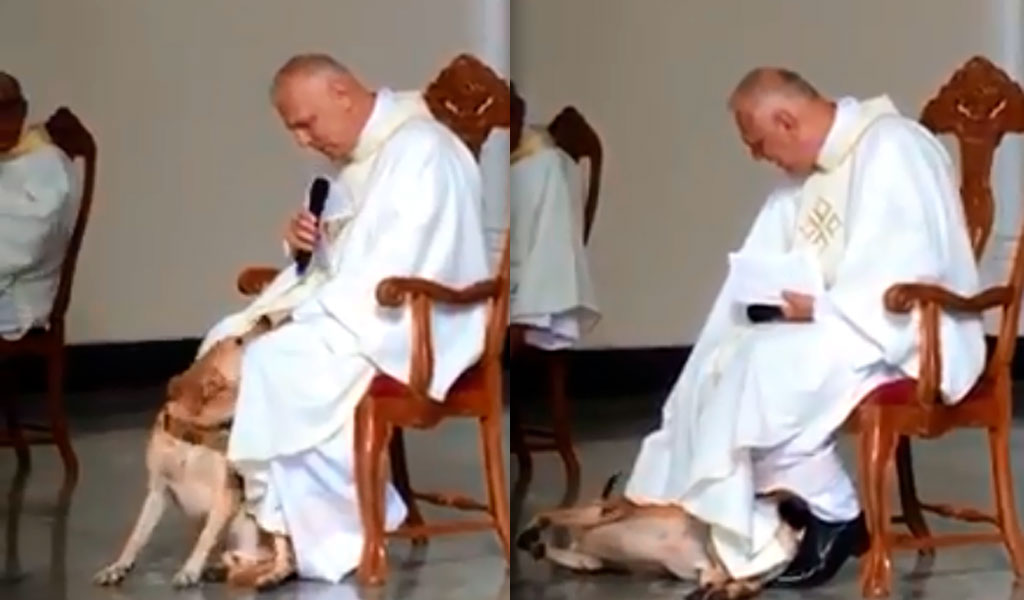 10 cosas que tu perro quiere que sepas para que puedas ser el mejor ...